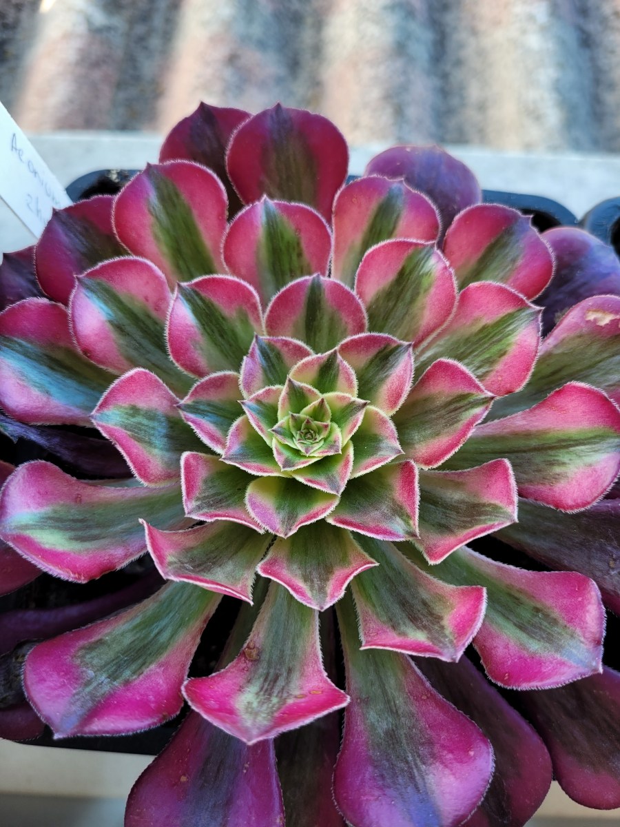 Aeonium Zwartkin variegata – Variegated Aeonium