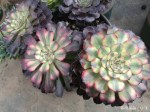 Aeonium Meiya – Variegated Aeonium