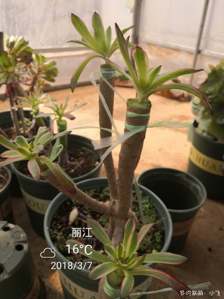 Aeonium Meiya – Variegated Aeonium