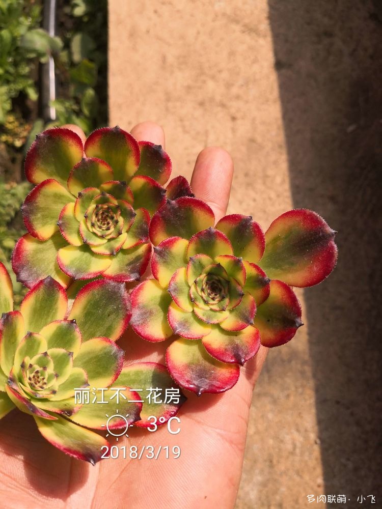 Aeonium Meiya – Variegated Aeonium