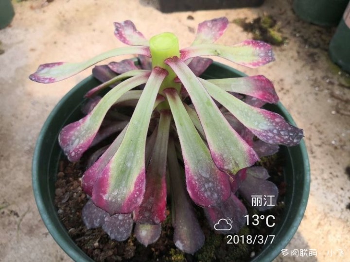 Aeonium Meiya – Variegated Aeonium