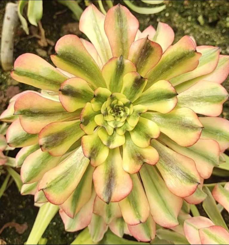 Aeonium Ink Painting – Variegated Aeonium