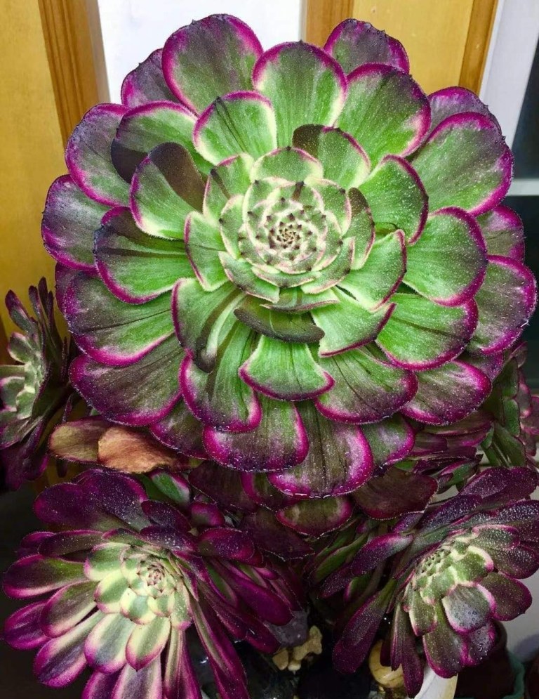 Aeonium Ink Painting – Variegated Aeonium