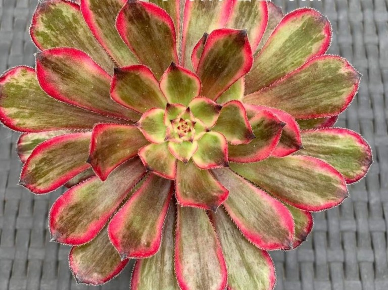 Aeonium Ink Painting – Variegated Aeonium