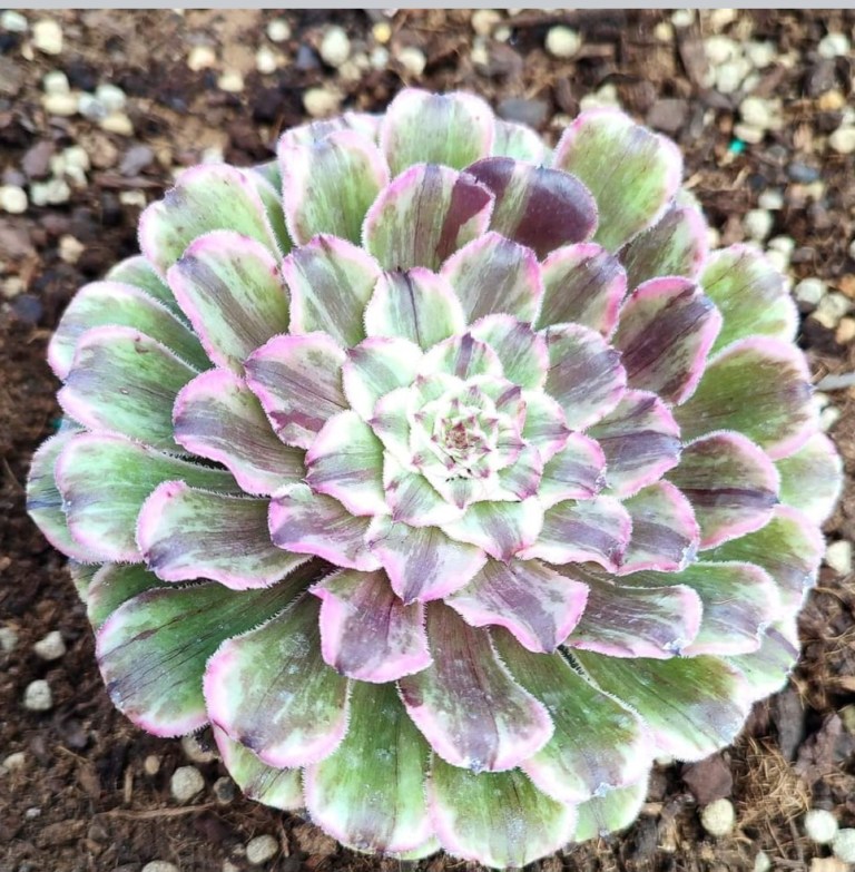 Aeonium Ink Painting – Variegated Aeonium