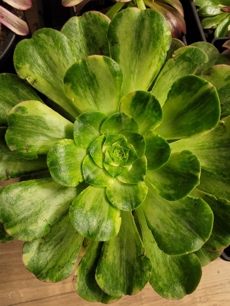 Aeonium Canariense Variegata – Variegated Aeonium