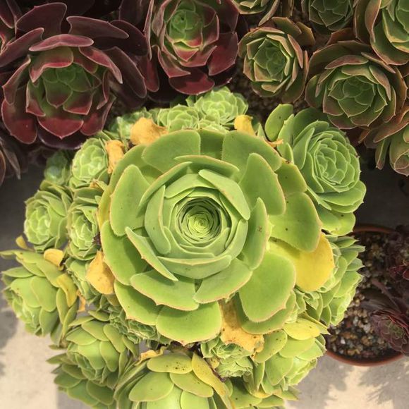 Aeonium Green Cashmere Variegata – Variegated Aeonium