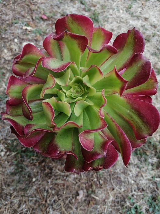 Tout sur l’Aeonium ‘Venus’ : un bijou variegata – Variegated Aeonium