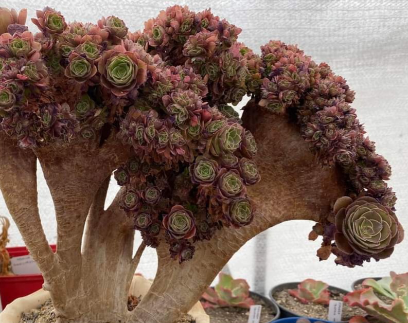 Comprendre la cristation chez l’Aeonium – Variegated Aeonium