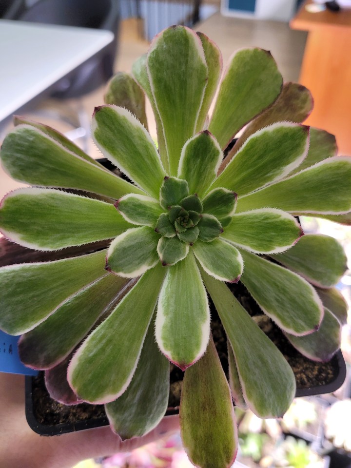 Aeonium Ink Painting – Variegated Aeonium