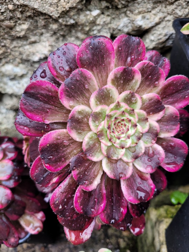 Aeonium Ink Painting – Variegated Aeonium