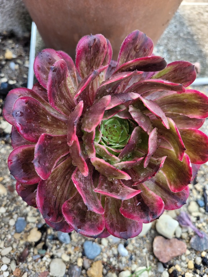 Aeonium Ink Painting – Variegated Aeonium