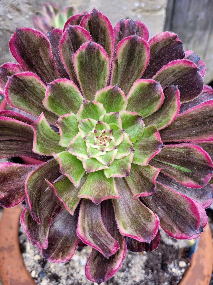 Aeonium Ink Painting – Variegated Aeonium