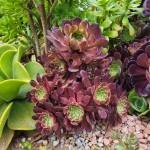 Aeonium Ink Painting – Variegated Aeonium