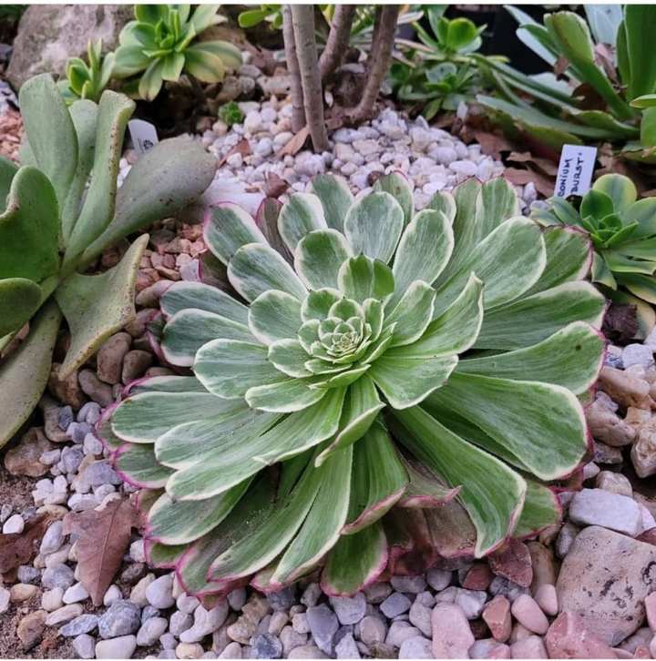 Aeonium Ink Painting – Variegated Aeonium