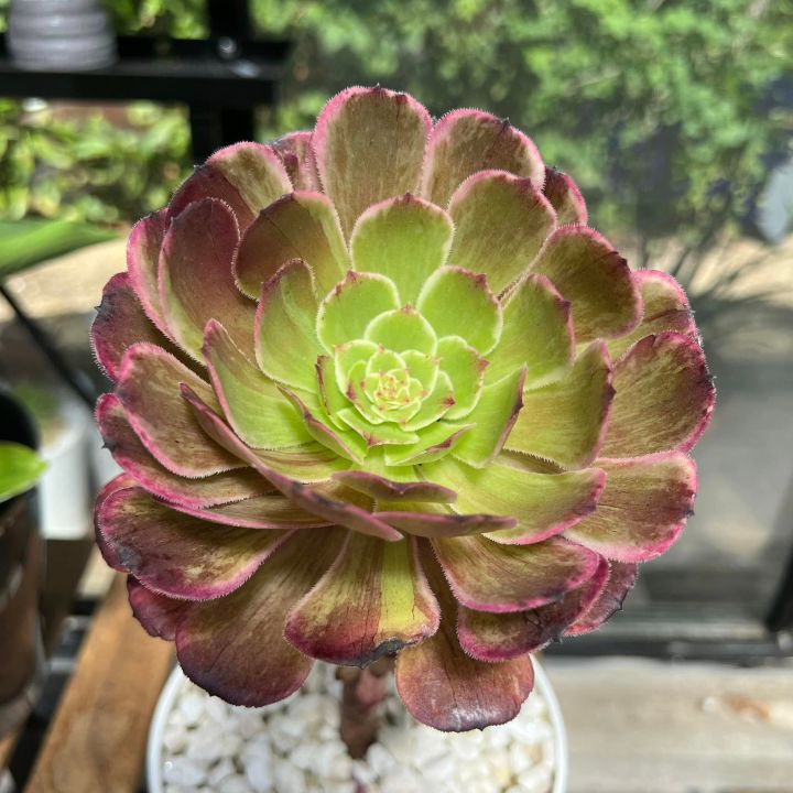 Aeonium Ink Painting – Variegated Aeonium