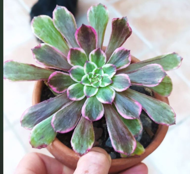 Aeonium Ink Painting – Variegated Aeonium