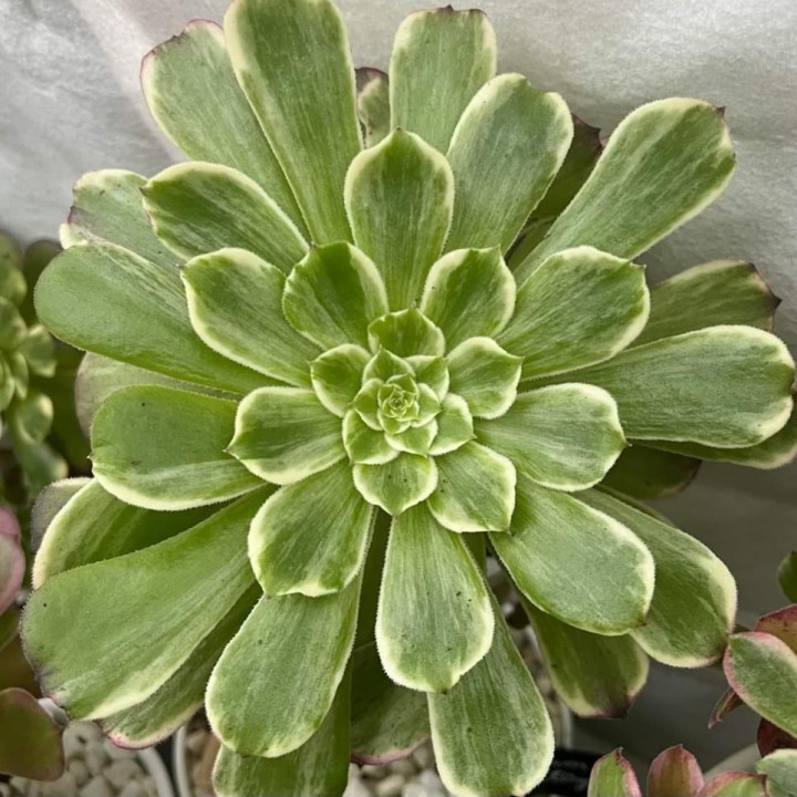 Aeonium Ink Painting – Variegated Aeonium