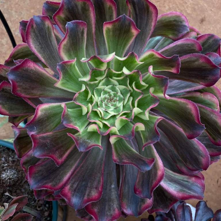 Aeonium Ink Painting – Variegated Aeonium