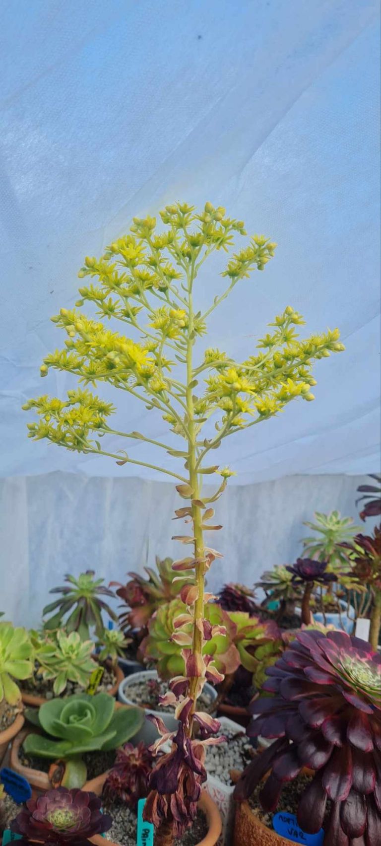 Aeonium Ink Painting – Variegated Aeonium