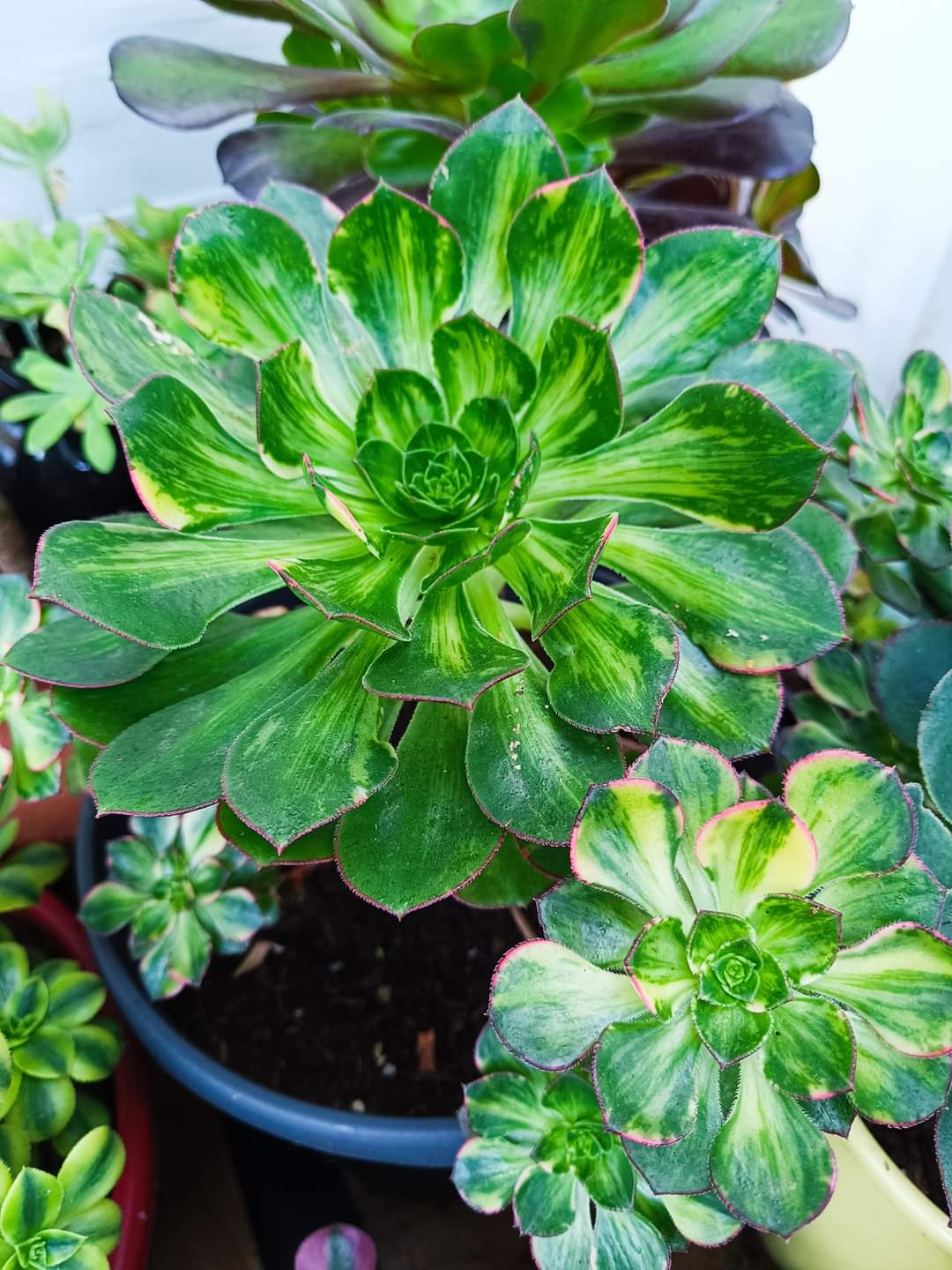 Liste des Aeonium Variegata – Variegated Aeonium