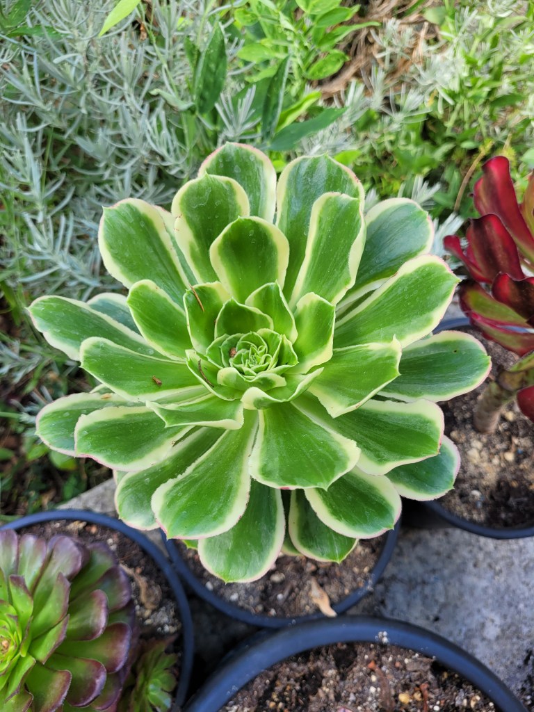Aeonium Green Rose – Variegated Aeonium