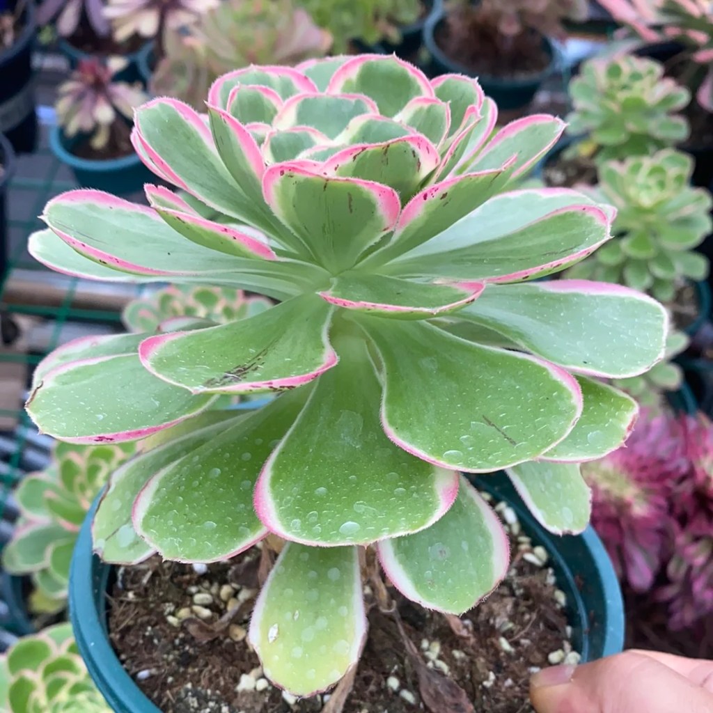 Aeonium Green Rose – Variegated Aeonium