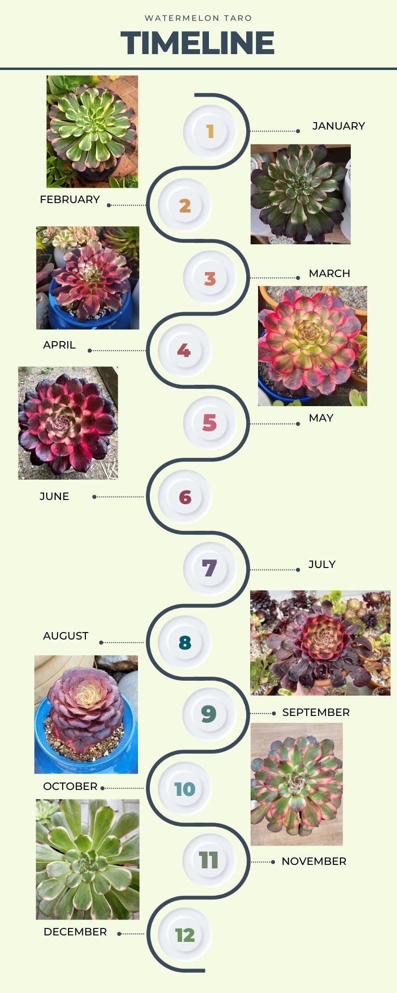 Aeonium Watermelon Taro – Variegated Aeonium