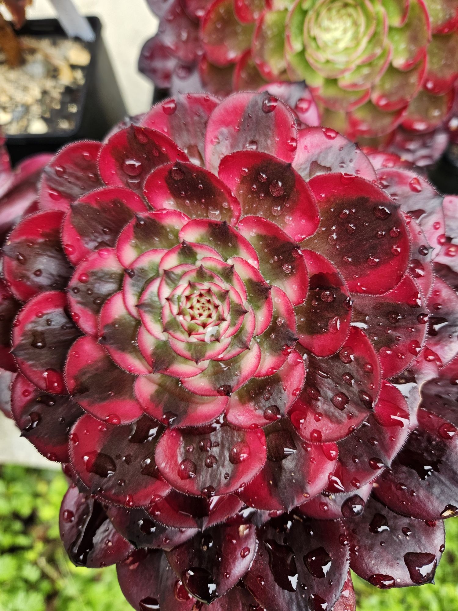 Liste des aeonium publiés à ce jour – Variegated Aeonium
