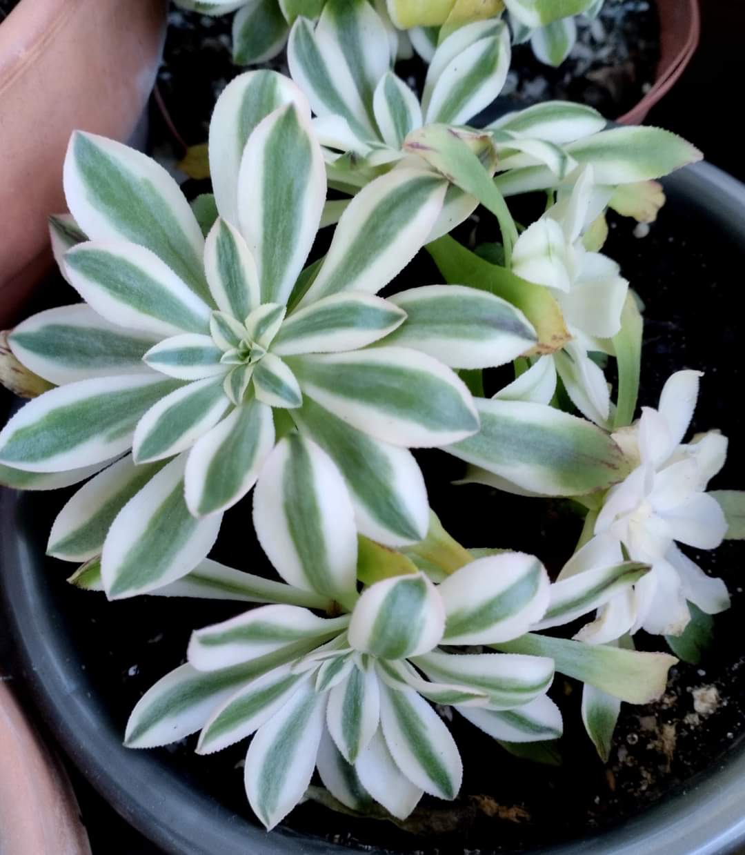 Liste des aeonium publiés à ce jour – Variegated Aeonium