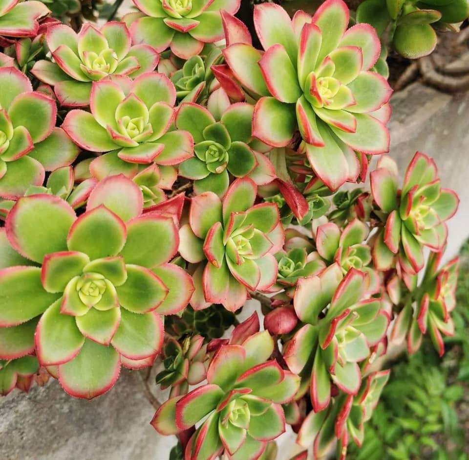 Liste des aeonium publiés à ce jour – Variegated Aeonium