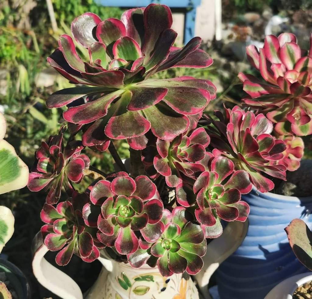 Aeonium Lina – Variegated Aeonium