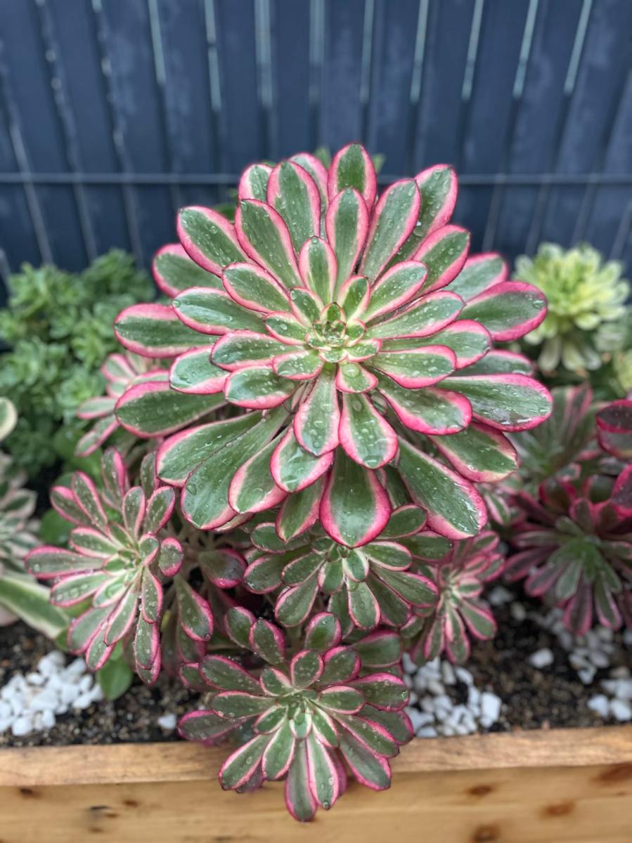 Aeonium Lina – Variegated Aeonium