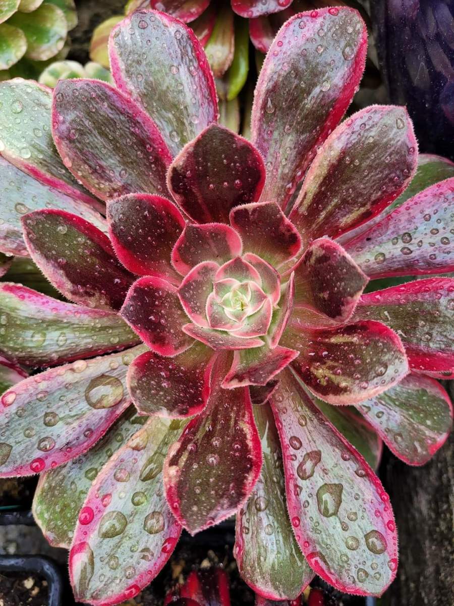 Aeonium Pink Fairy – Variegated Aeonium