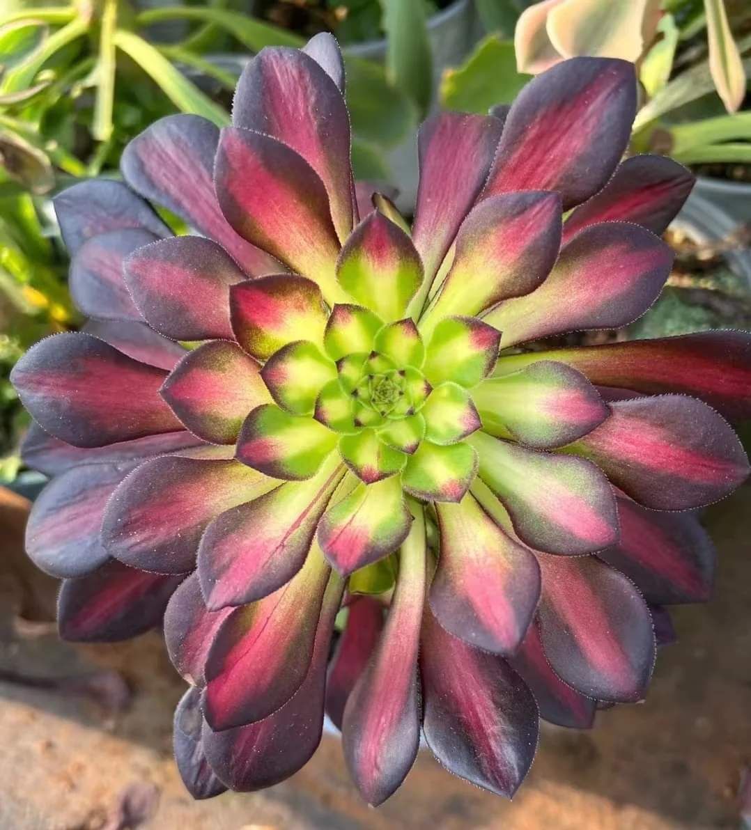 Liste des Aeonium Variegata – Variegated Aeonium