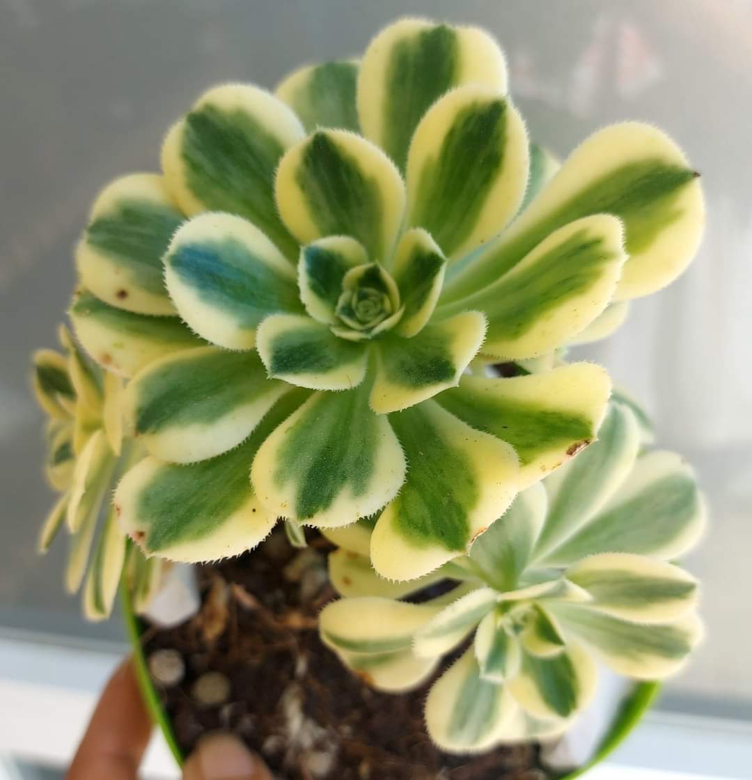 Aeonium Little Shell – Variegated Aeonium