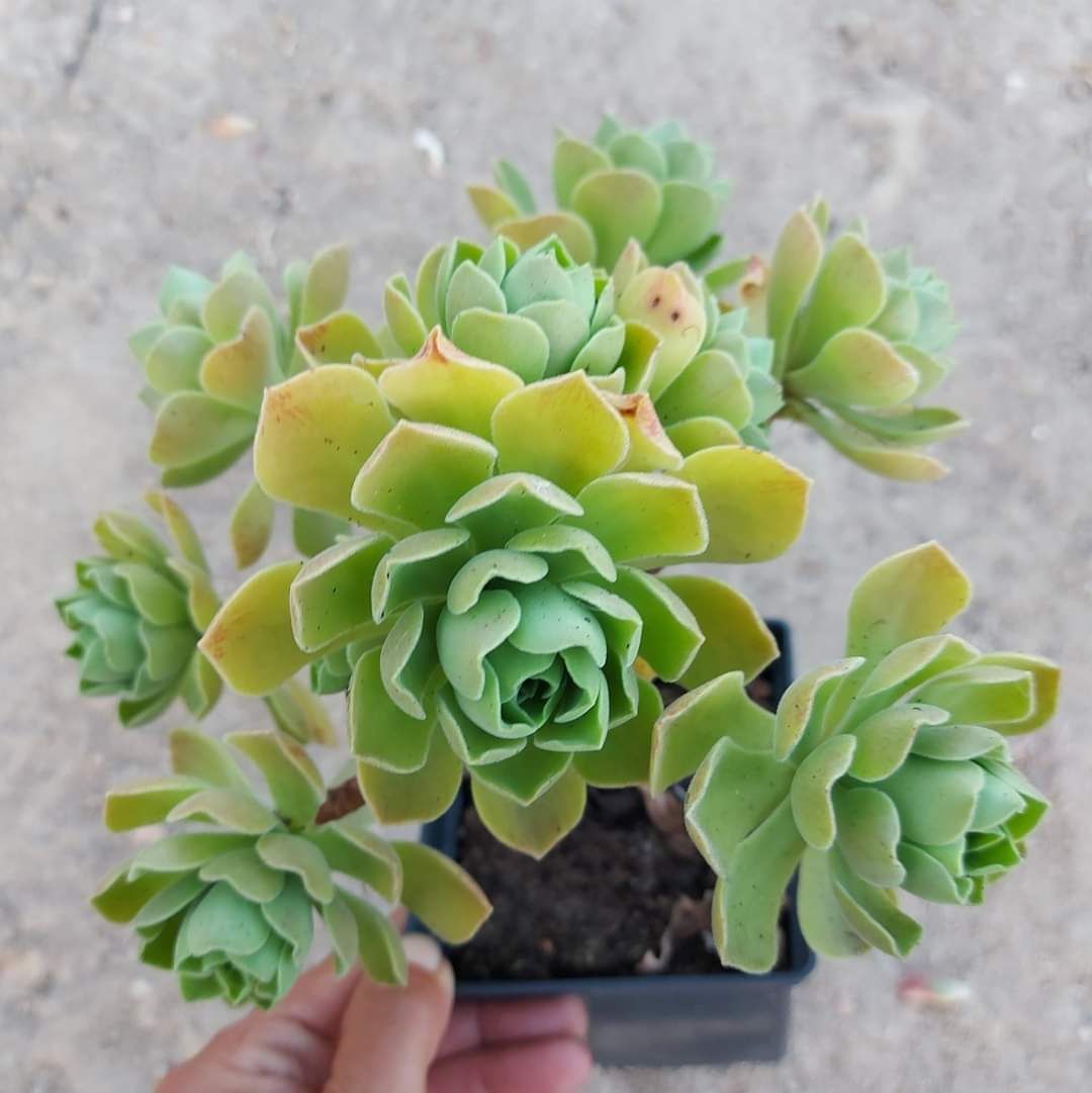 Aeonium x globosum (Goblin) – Variegated Aeonium