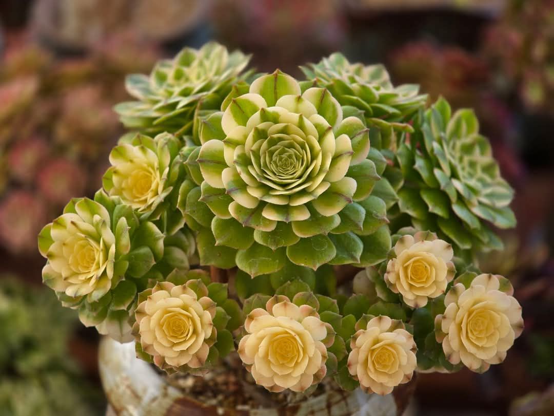 Aeonium Eliza : Caractéristiques et Origines – Variegated Aeonium